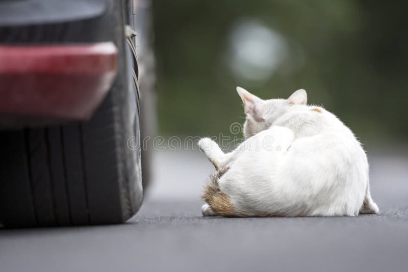 The white Cat beside a car stock photo. Image of fauna - 72206586