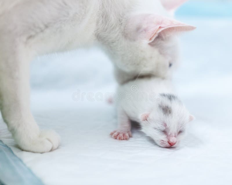 White Cat Carrying White Kitten Back To the Den Stock Image - Image of ...