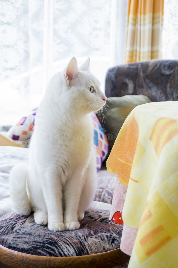 White cat on chair stock photo. Image of portrait, beautiful - 46385130