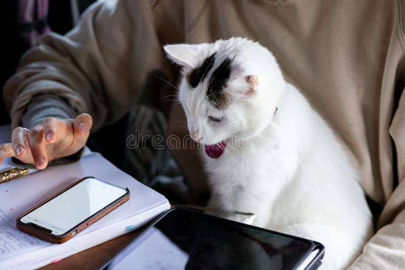 White Cat is Checking a Phone If the Website Loaded Already Stock Image ...