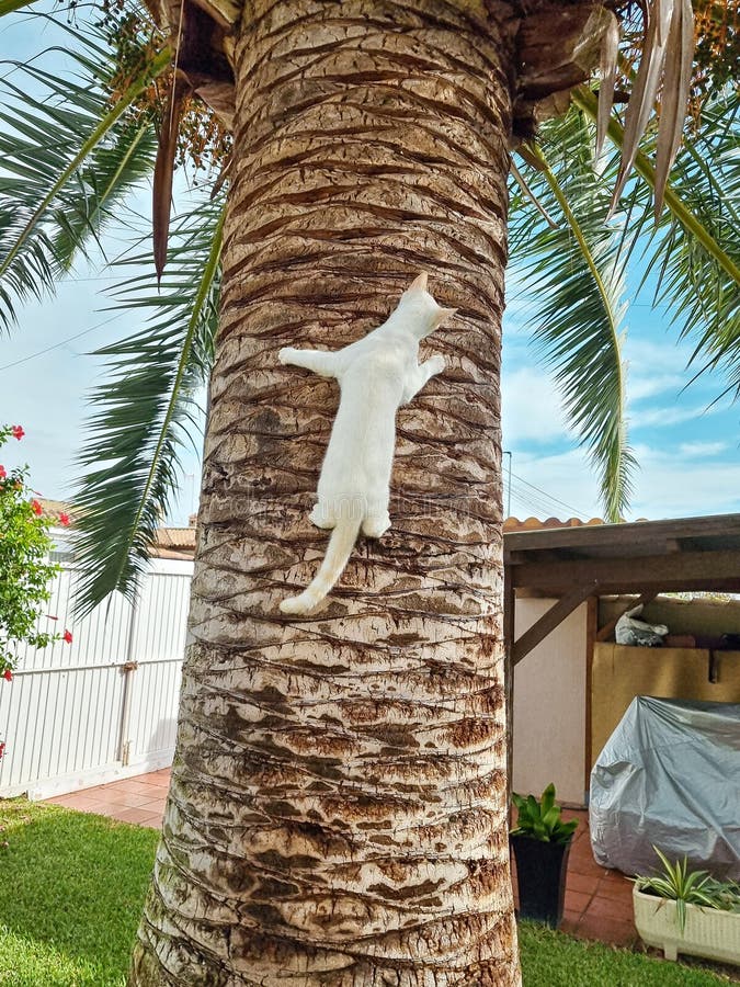 A White Cat Climbing a Palm Tree Stock Photo - Image of life, tree ...