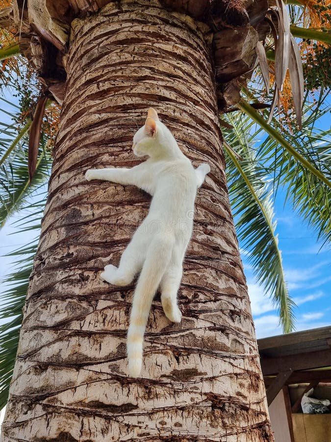 A White Cat Climbing a Palm Tree Stock Image - Image of funny, domestic ...