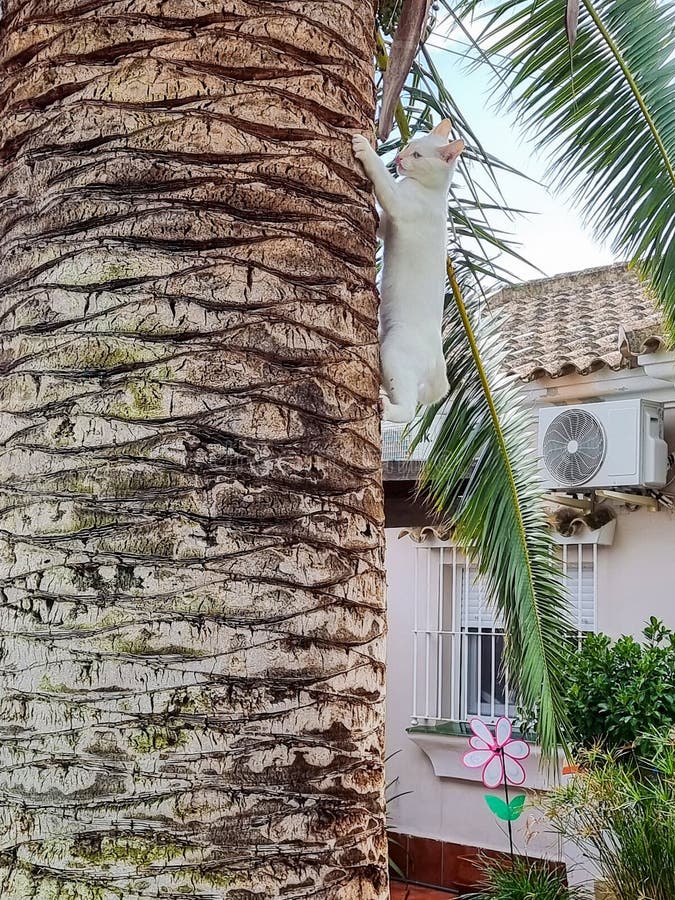 A White Cat Climbing a Palm Tree Stock Photo - Image of palm, domestic ...