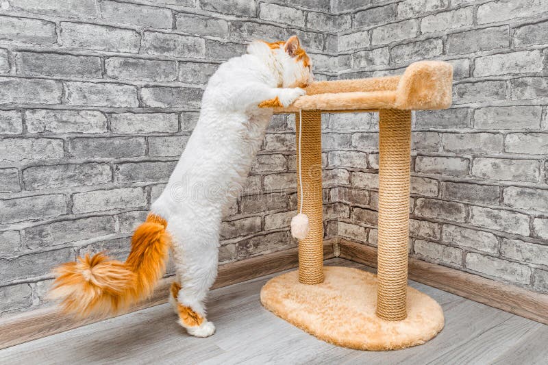 White Cat Climbs Onto Cat Play Structure Stock Image - Image of cute ...