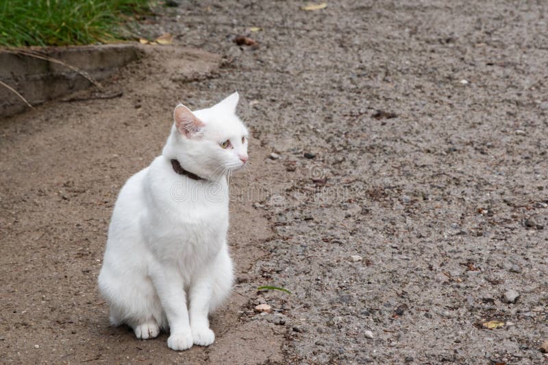 White cat closeup stock photo. Image of animal, feline - 341847486