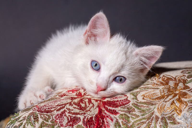White Cat on a Colored Cushion Stock Image - Image of hand, mammal ...