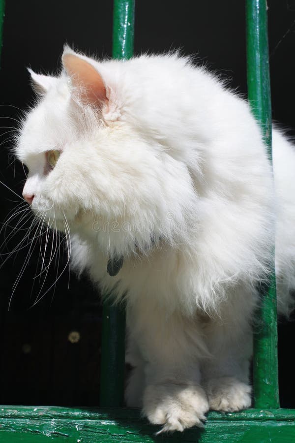 344 Cat Coming Out Stock Photos - Free & Royalty-Free Stock Photos from ...