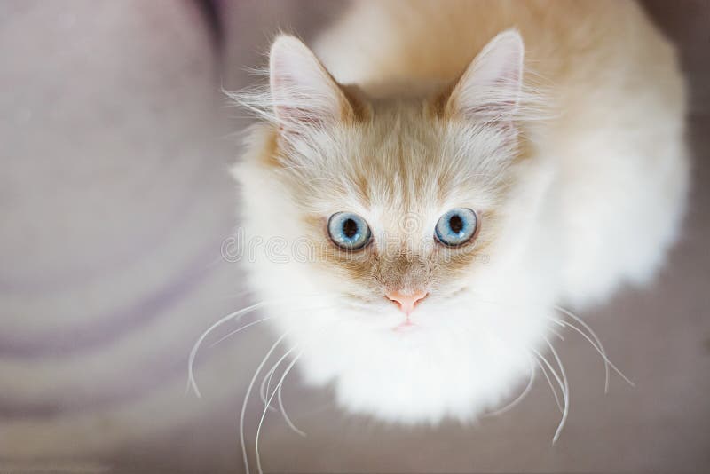 A White Cat in a Crouching Position with a Wide Eyed Stock Image ...