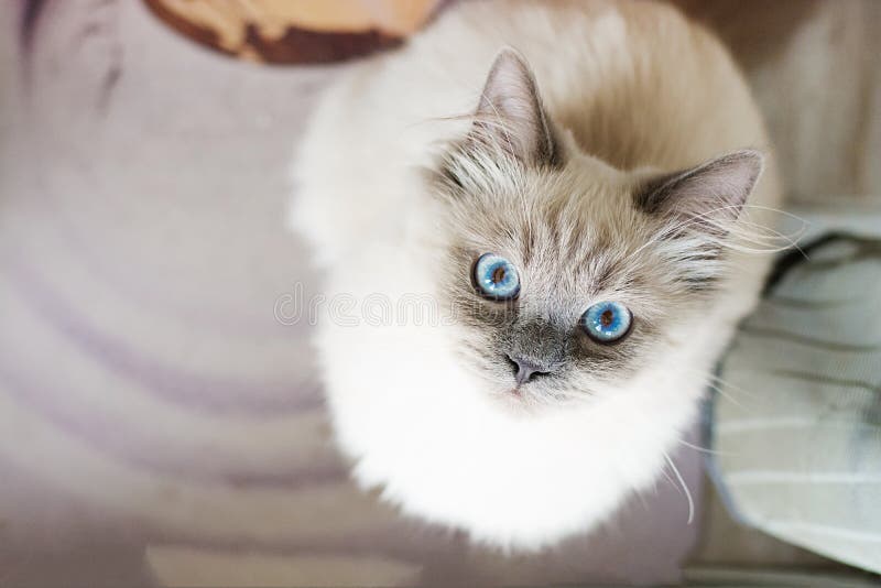 A White Cat in a Crouching Position with a Wide Eyed Stock Photo ...