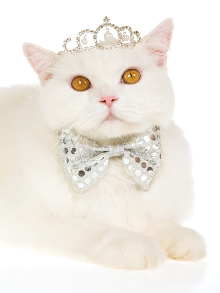 2,389 Cat Crown Stock Photos - Free & Royalty-Free Stock Photos from ...