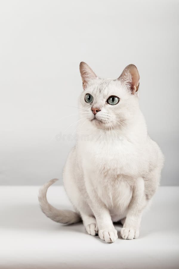 White cat stock photo. Image of cute, vertical, legs - 70724700