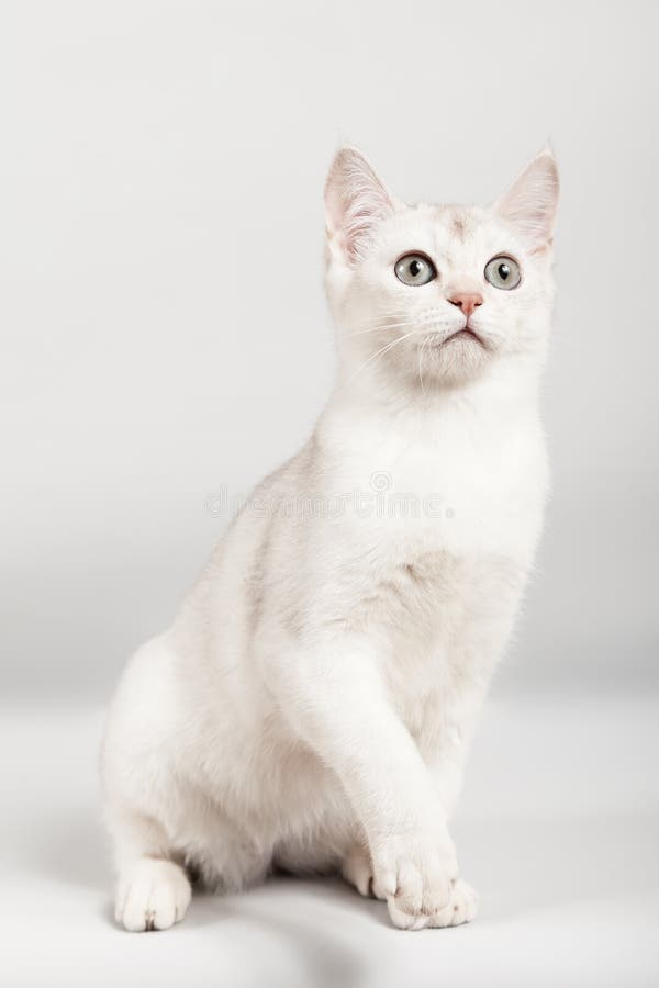 White cat stock image. Image of cute, side, domestic - 70724663