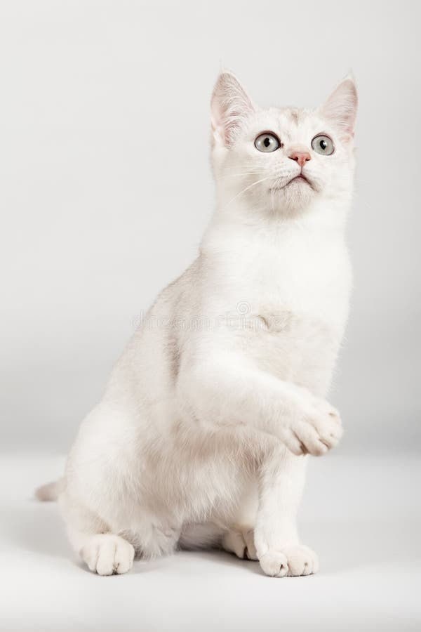 White cat stock photo. Image of looking, side, legs, vertical - 70724666
