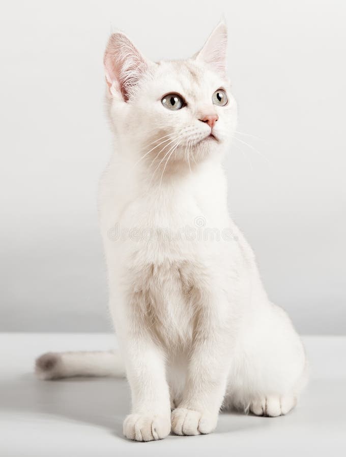 White cat stock image. Image of sitting, full, side, legs - 70724687