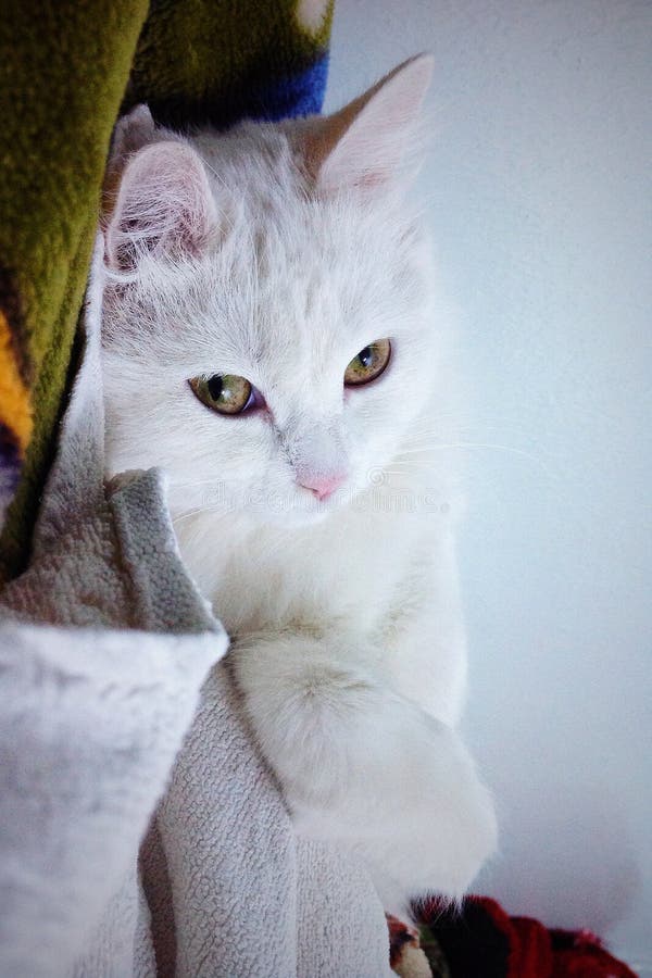 Meona Stock Photos - Free & Royalty-Free Stock Photos from Dreamstime