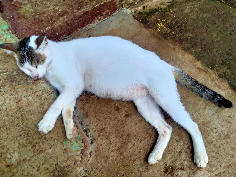 White Cat with Cute Sleeping Pose Stock Image - Image of cute, sleeping ...