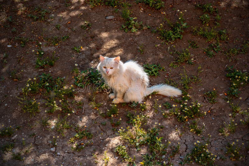 White Cat on Dark Earth. from Above View Stock Photo - Image of ivory ...