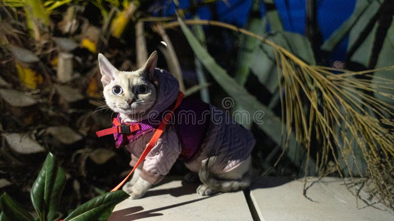 Devon Rex Cat in Clothes at Night. Stock Photo - Image of palm ...