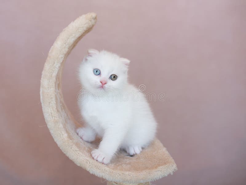 White Cat with Different Color Eyes. Stock Photo - Image of fluffy ...