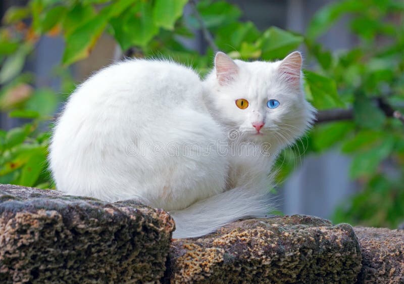 White Cat with Different Color of Eyes Stock Image - Image of eyes ...