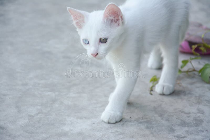 White Cat with Different Color of Eyes Stock Image - Image of pretty ...