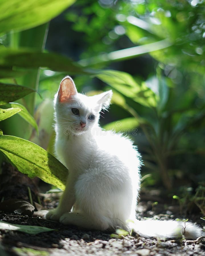 White Cat with Different Eye Color Stock Photo - Image of whiskers ...