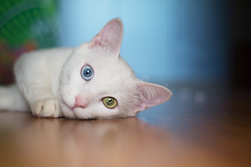 White Cat with Different Eyes Color Stock Image - Image of yellow ...