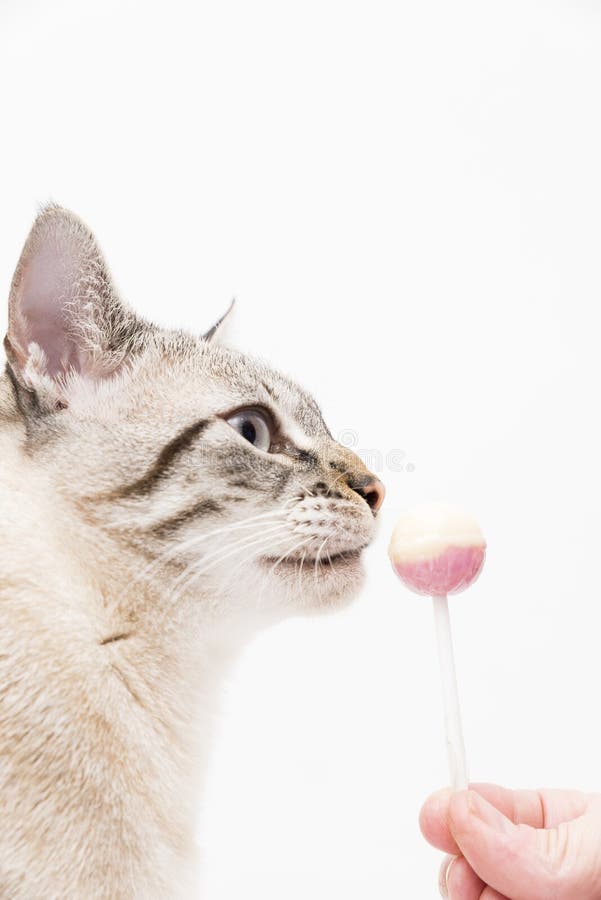 White cat stock image. Image of studio, gray, candy, baby - 51335237