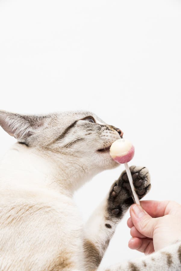 207 Cat Eating Candy Photos - Free & Royalty-Free Stock Photos from ...