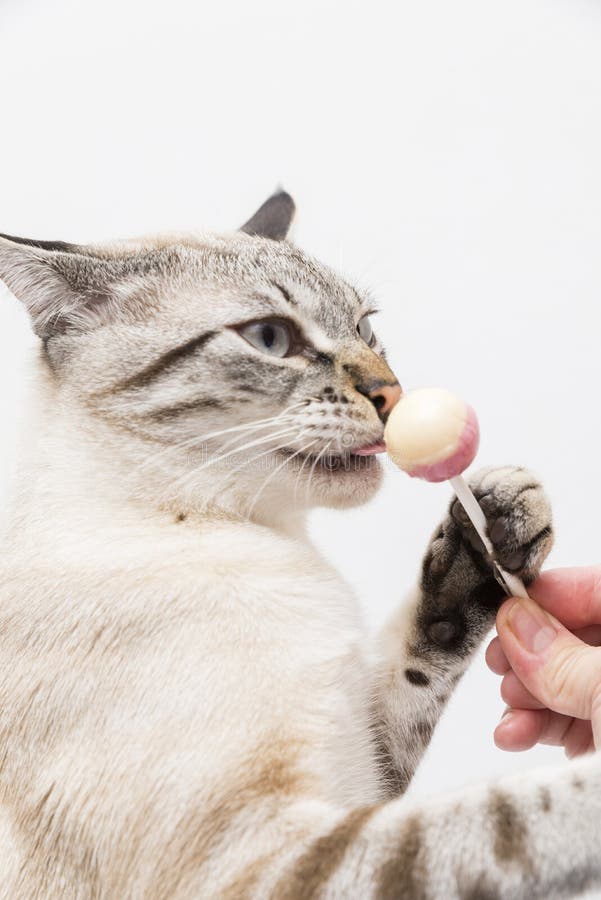 207 Cat Eating Candy Photos - Free & Royalty-Free Stock Photos from ...