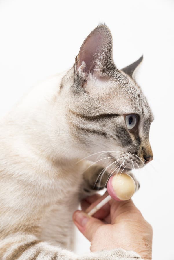 250 Cat Eating Candy Stock Photos - Free & Royalty-Free Stock Photos ...