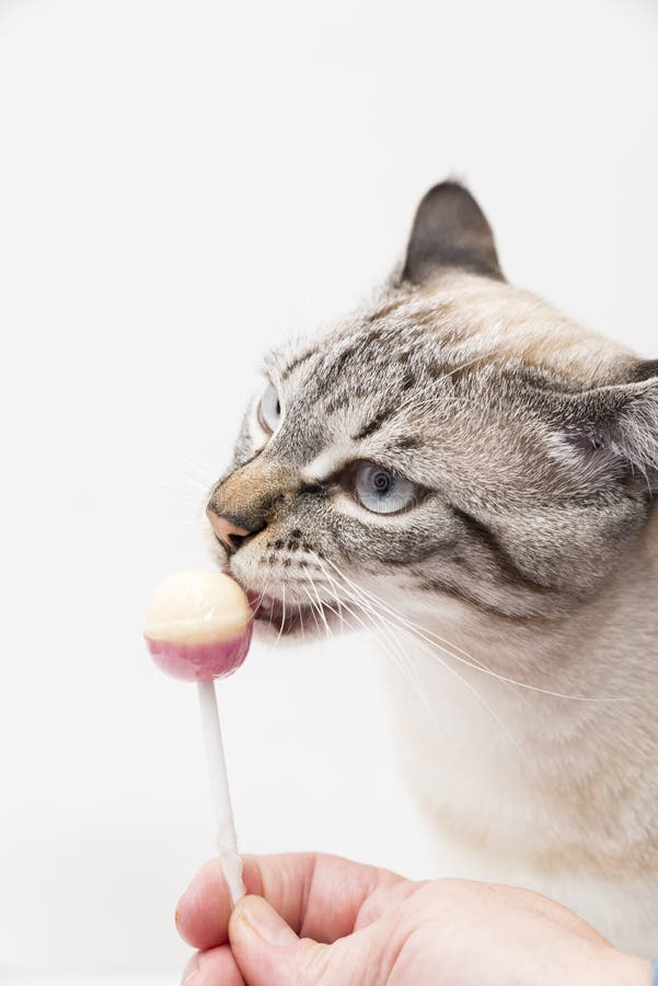 250 Cat Eating Candy Stock Photos - Free & Royalty-Free Stock Photos ...