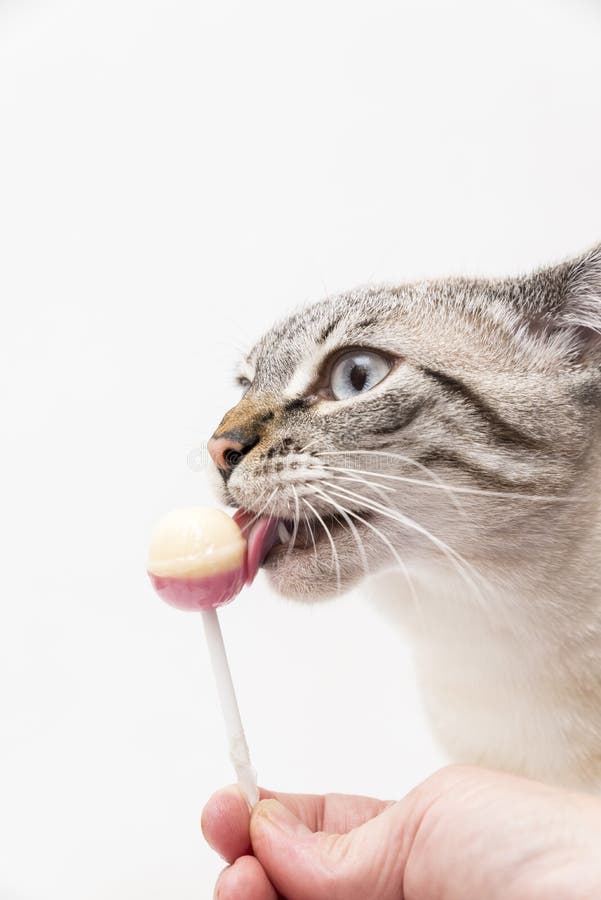 250 Cat Eating Candy Stock Photos - Free & Royalty-Free Stock Photos ...