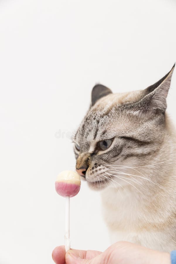 White cat stock photo. Image of playing, cute, candy - 51335672