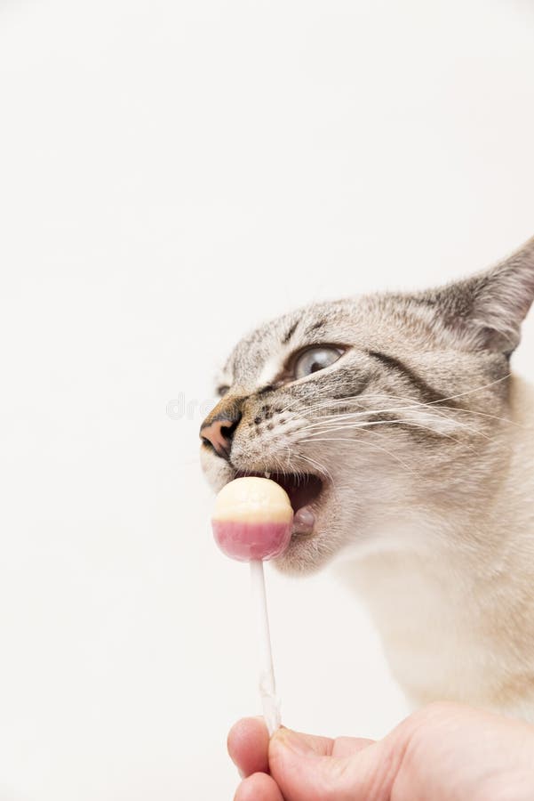 250 Cat Eating Candy Stock Photos - Free & Royalty-Free Stock Photos ...