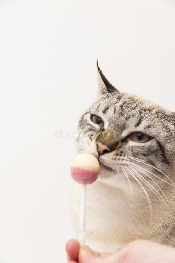 White cat stock image. Image of blank, adorable, animals - 51335803