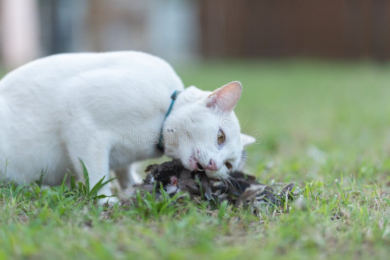 White Cat Eating Dead Bird on the Lawn Stock Image - Image of dead ...