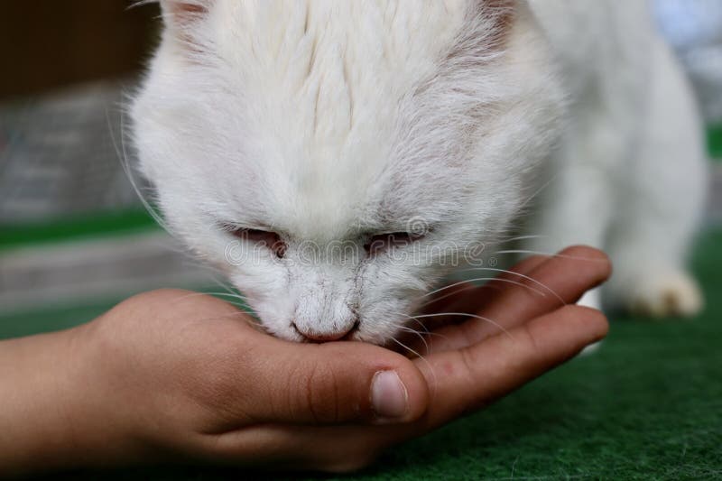 White cat eating stock image. Image of humans, hungry - 374752339