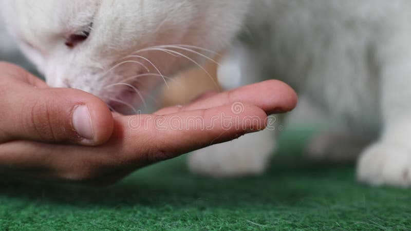 White cat eating stock footage. Video of house, beautiful - 374699456