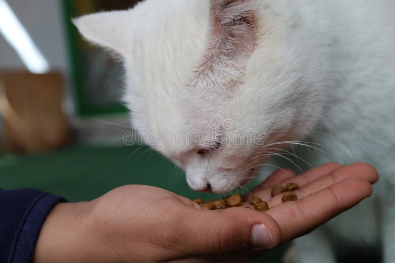 White cat eating stock photo. Image of hungry, funny - 374757908