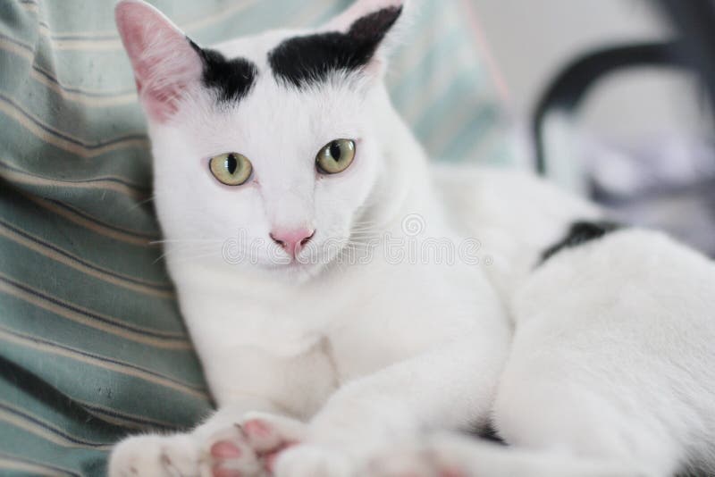 White Cat Enjoy and Relax on Armchair Stock Photo - Image of lying ...
