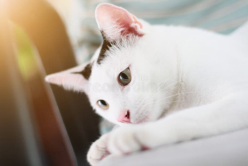 White Cat Enjoy and Relax on Terrace Stock Image - Image of black ...