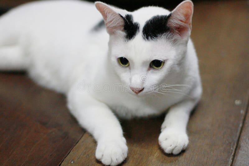 White Cat Enjoy and Relax on Wooden Floor Stock Photo - Image of feline ...