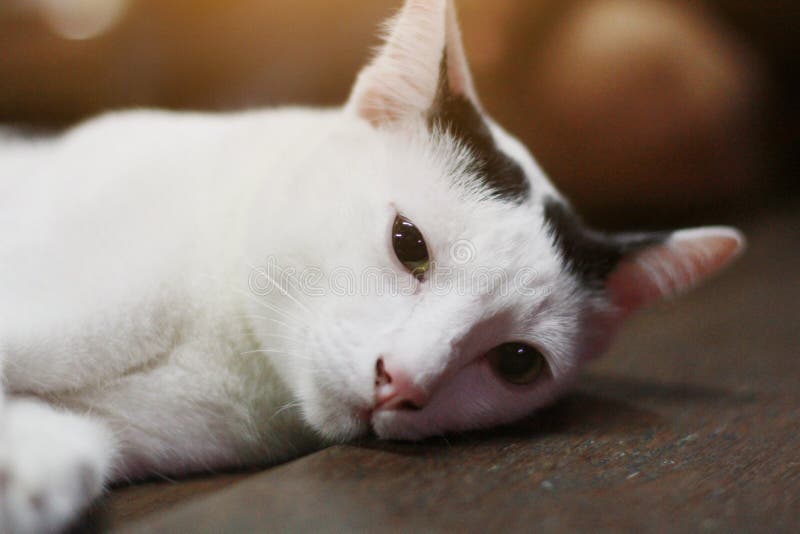 White Cat Enjoy and Relax on Wooden Floor Stock Photo - Image of eyes ...