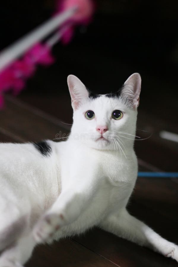 White Cat Enjoy and Relax on Wooden Floor Stock Image - Image of grass ...