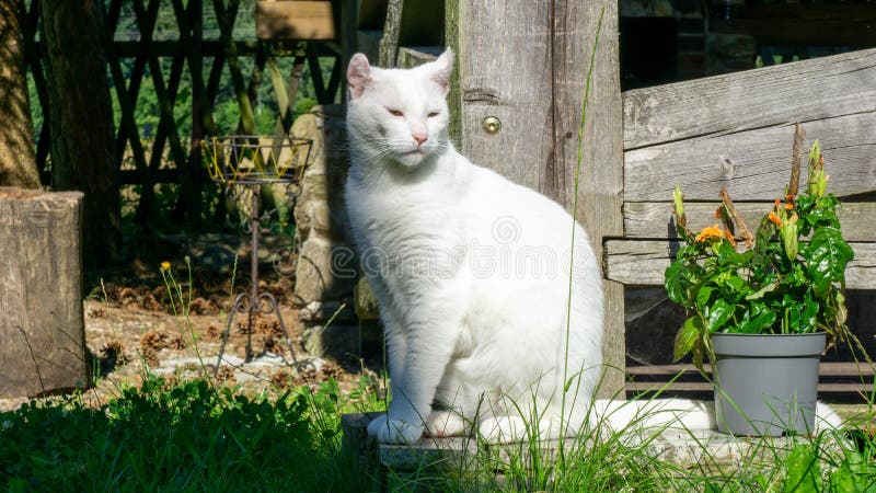 White cat. European race stock image. Image of nose - 228051955
