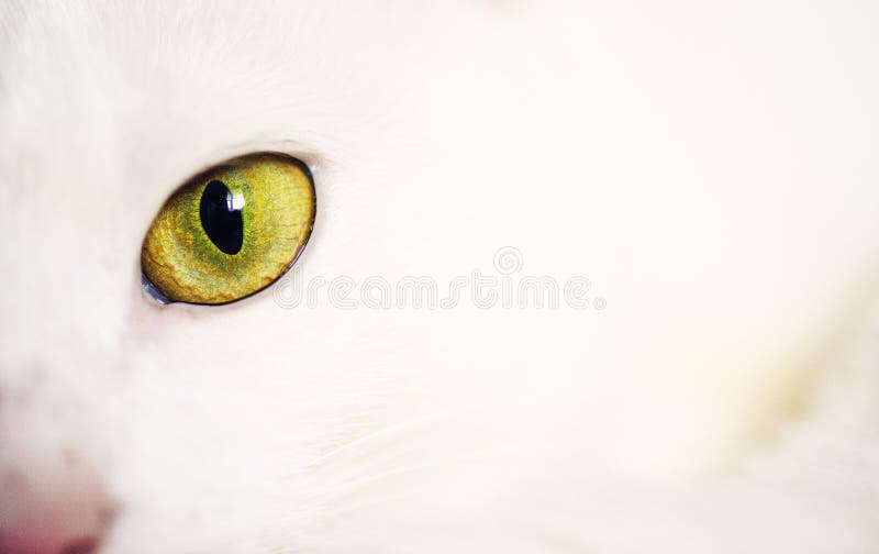 White cat eye, close up stock image. Image of beautiful - 164886085