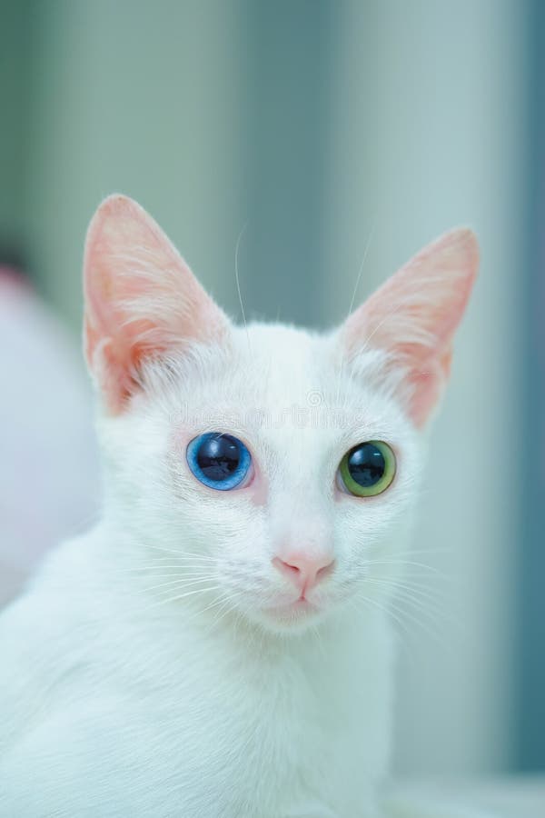 White Cat Face with Cute Eyes Stock Photo - Image of mammal, cute ...