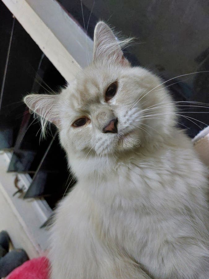 The White Cat is a Fairly Slow Cat but he is Loyal. Stock Photo - Image ...