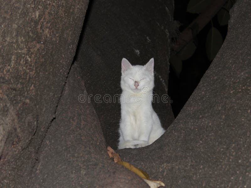 Karin Master Stock Photos - Free & Royalty-Free Stock Photos from ...